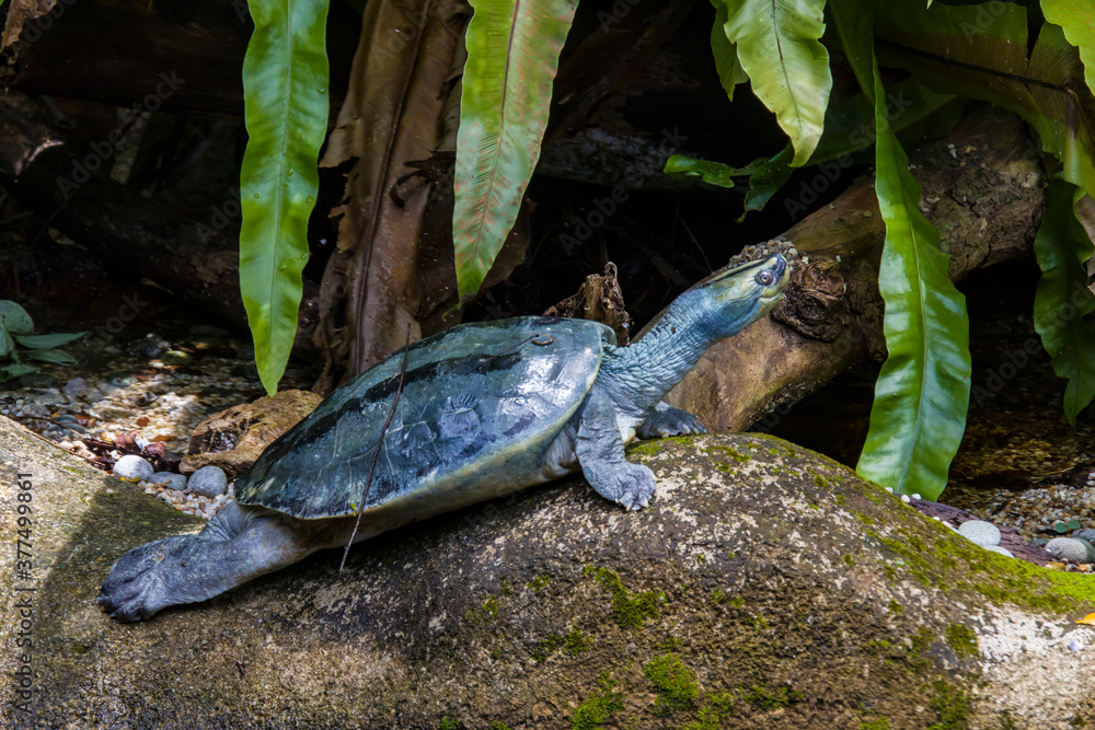 The Burmese roofed turtle (Batagur trivittata) is one of six species of ...