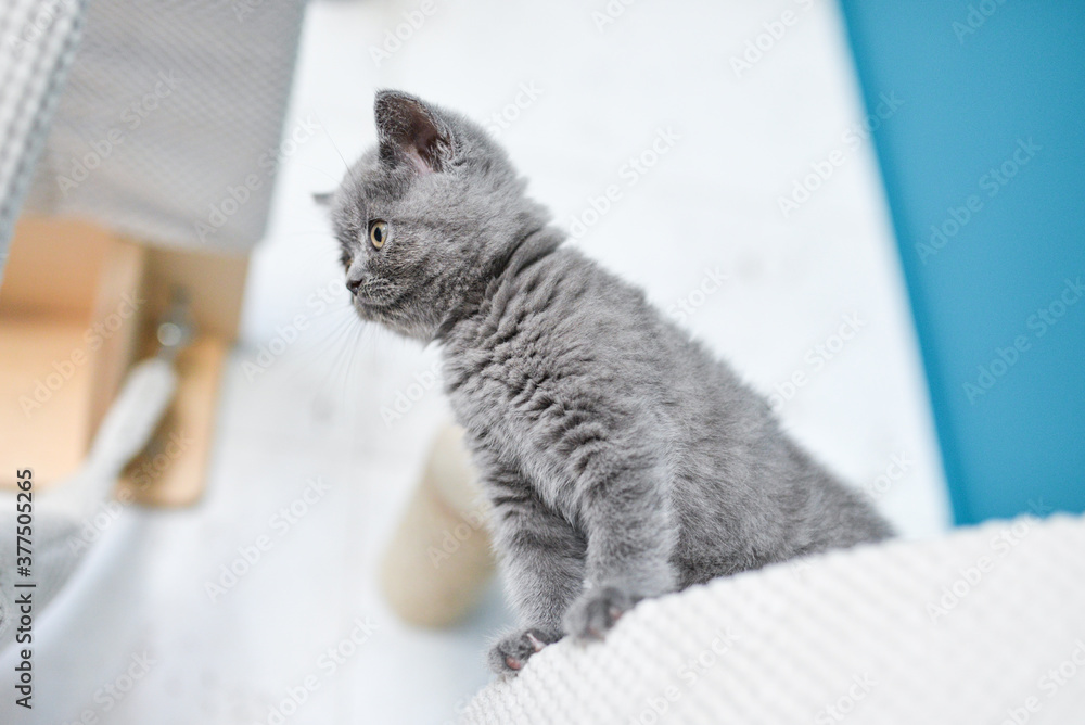 mała kotka brytyjska niebieska krótkowłosa kot brytyjski krótkowłosy kociak Photos | Adobe Stock