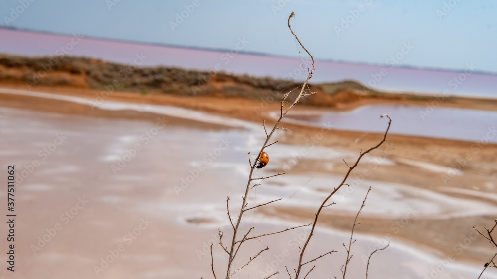 Pink salt, sea salt, made from microscopic unicellular algae secretes ...