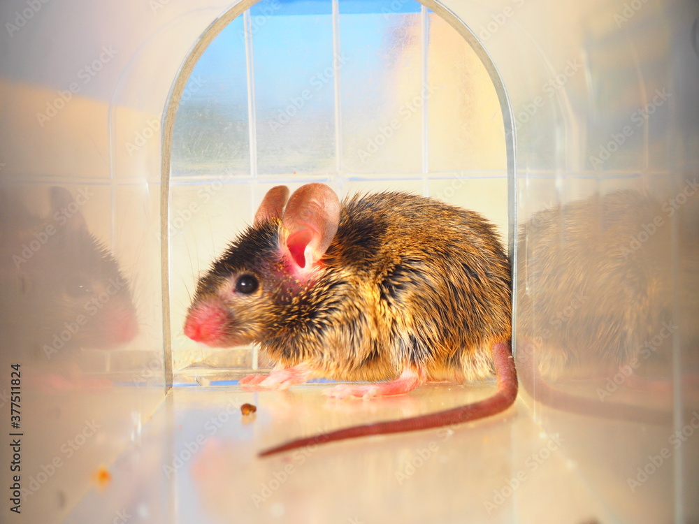 Mouse captured alive in a transparent cell. Non-dangerous mousetrap ...