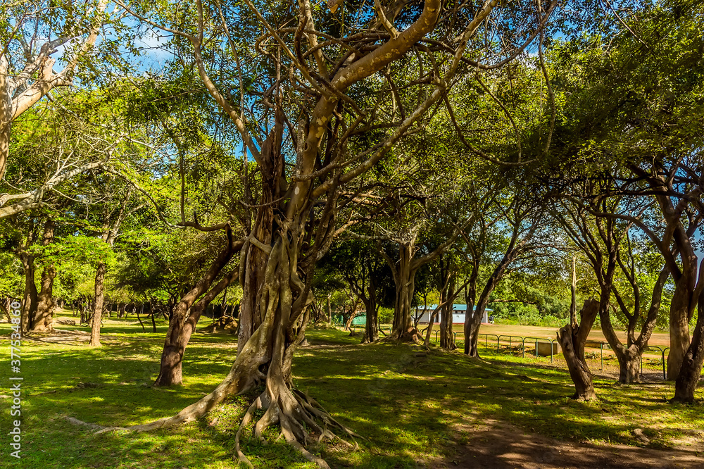 A close up of Banyan trees around the ancient ruins of Medirigiriya ...