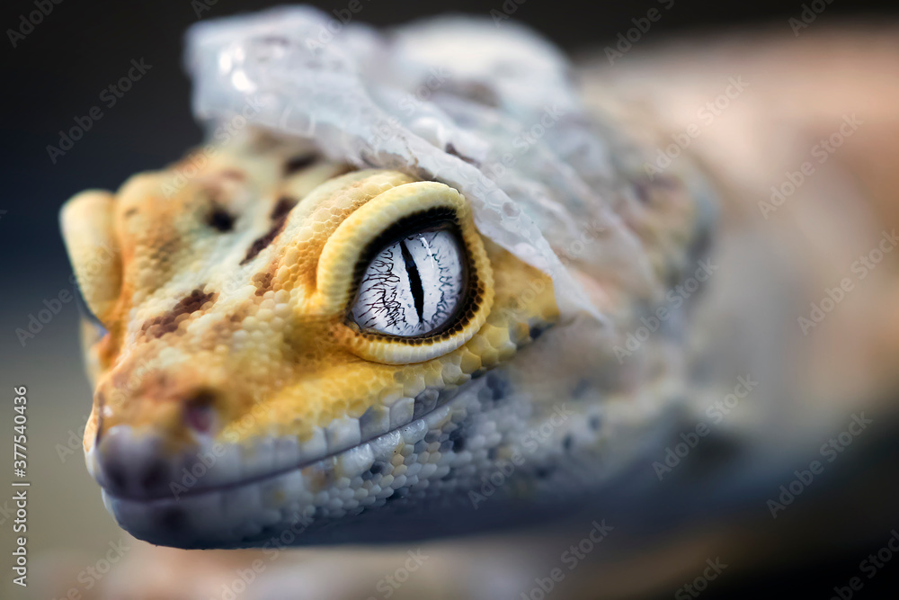 Lemon Frost Gecko shed its skin, all shedding process captured ...