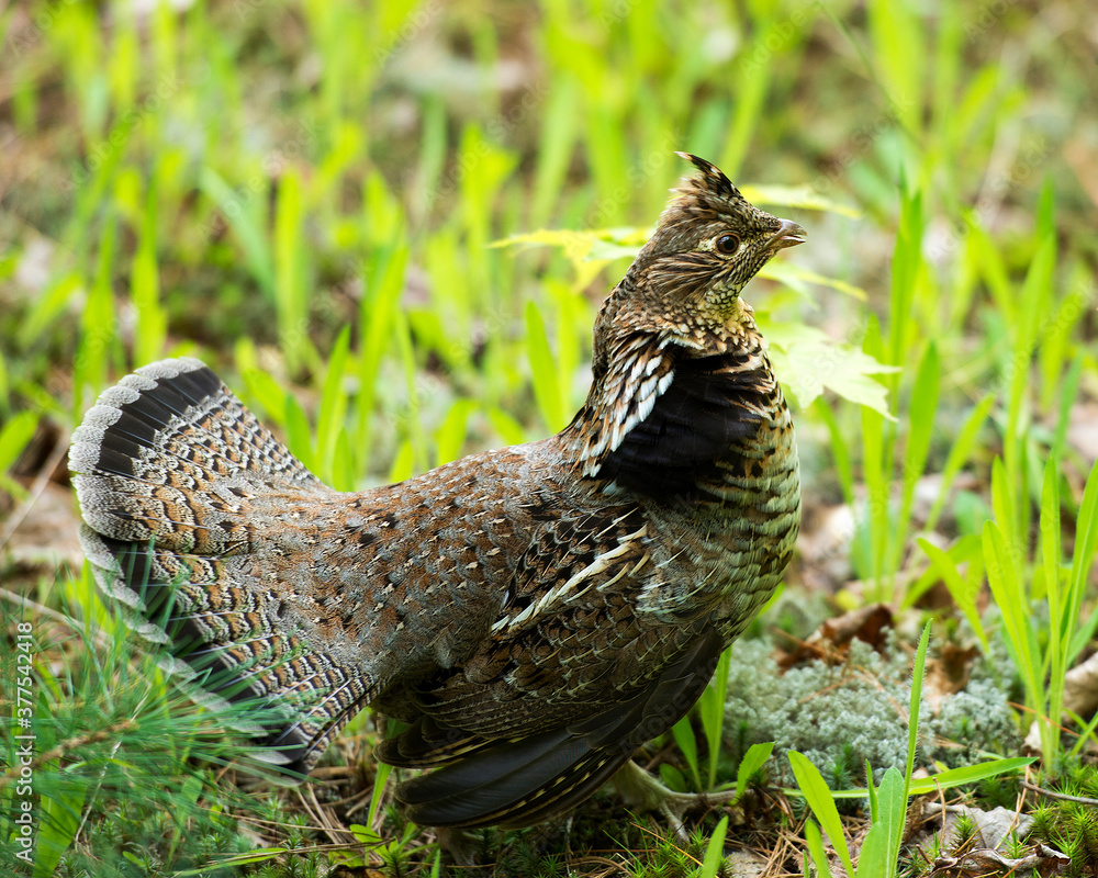Partridge Stock Photos. Male ruffed grouse struts mating plumage in the ...