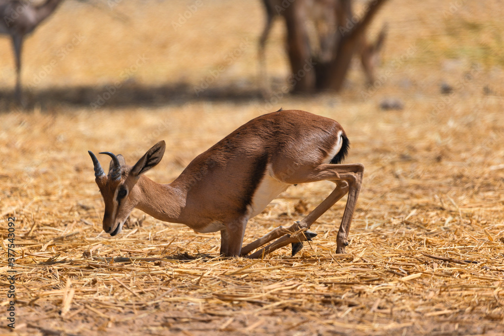 An Arabian Gazelle bends its limbs to sit down for some rest Stock ...
