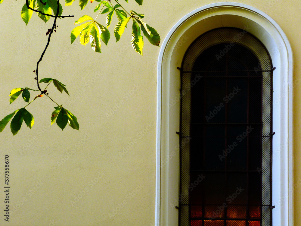autumn colors of horse chestnut tree leaves in the foreground. fall ...