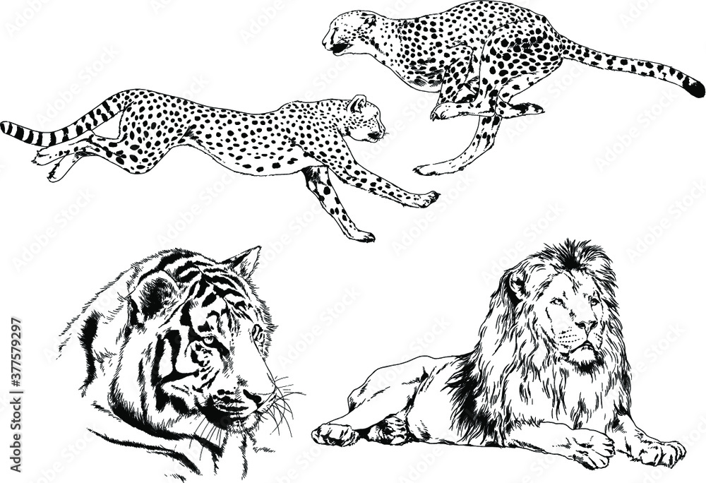 vector drawings sketches different predator , tigers lions cheetahs and ...