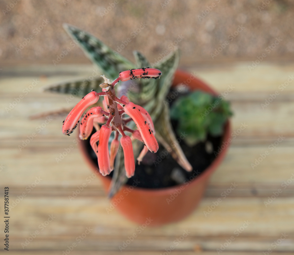 Exotic cactus. Aloe variegata, also known as Tiger Aloe, rare red ...