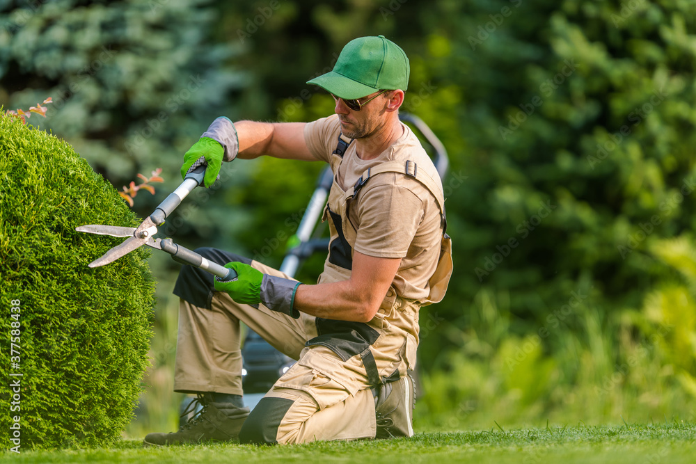 Professional Garden Worker Trimming Plants Using Scissors Stock Photo ...