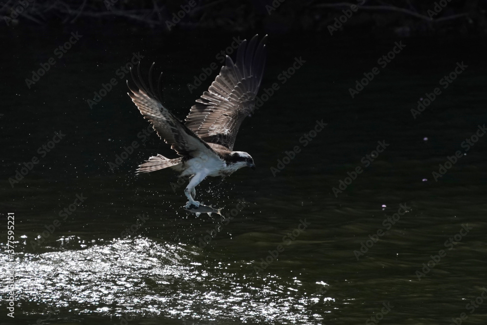 osprey in flight Stock Photo | Adobe Stock