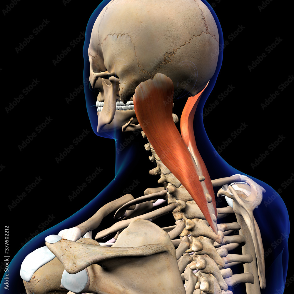 Splenius Capitis Neck Muscle Isolated on Spinal Column, Human Skeletal ...