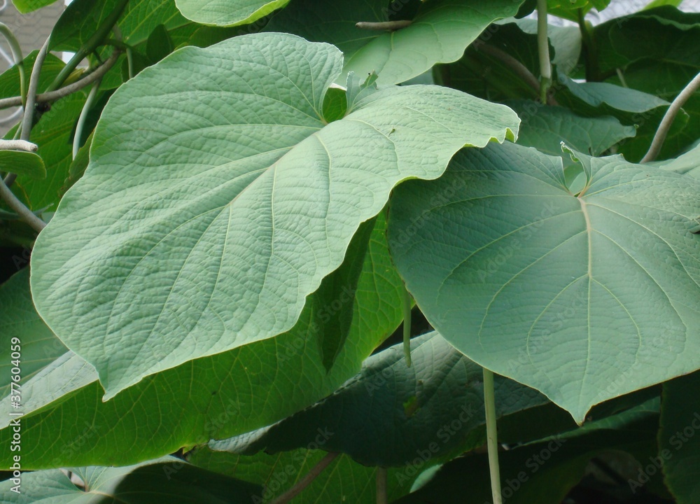 Arbusto de hojas grandes y flores raras Stock Photo | Adobe Stock