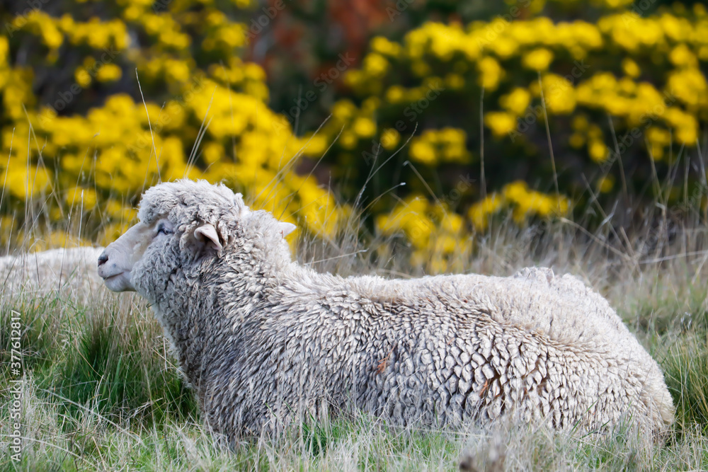 Sheep sitting down have a resting on the grass outdoors nature life ...