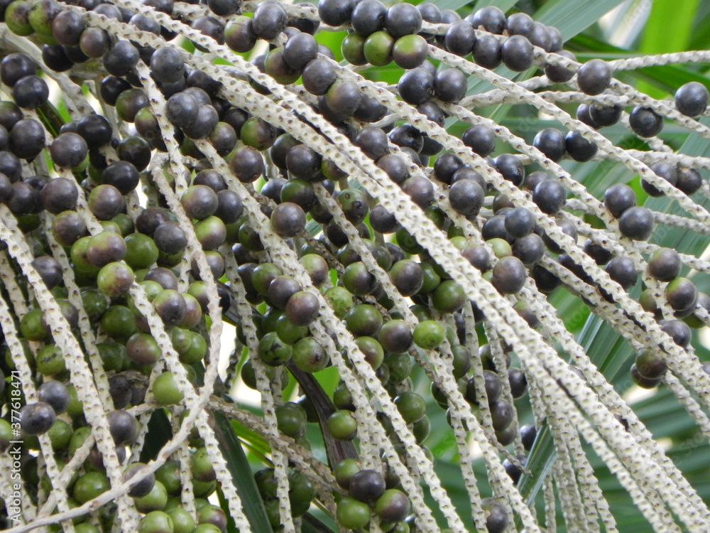 Fruto do açaí , típico da região norte do Brasil. foto de Stock | Adobe ...