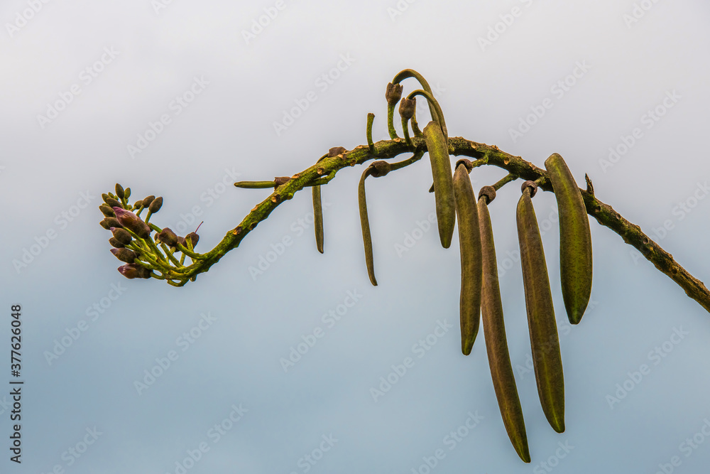 Broken bones tree Showing fruits & leaves on high tree Stock Photo ...