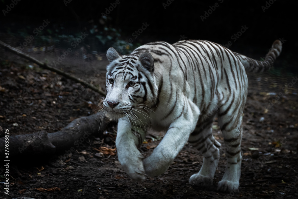 White Tigers Running
