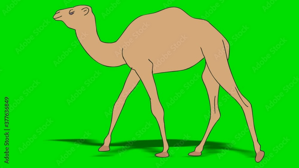 Video „CAMEL WALK (fast),Camel walks from right to the left.HD 1080 ...