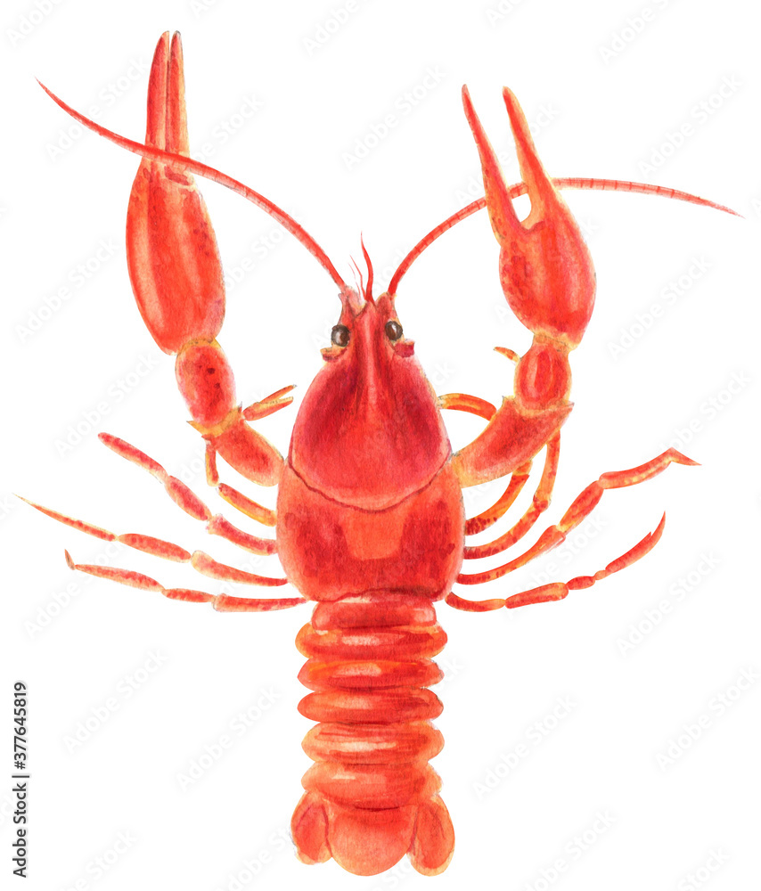 Watercolor hand drawn crayfish. Isolated illustration on white ...