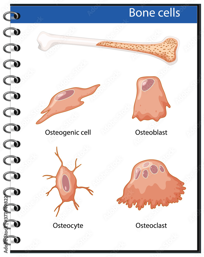 Human bone cells anatomy Stock Vector | Adobe Stock