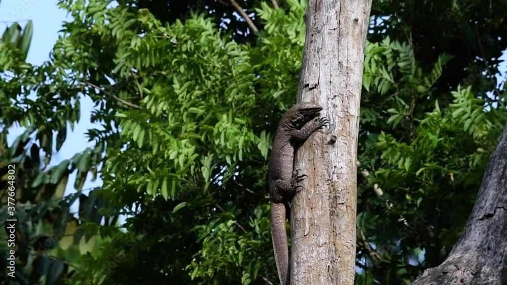 The Clouded Monitor Lizard is found in Thailand and other countries in ...
