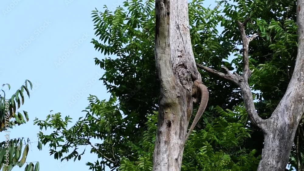 The Clouded Monitor Lizard is found in Thailand and other countries in ...