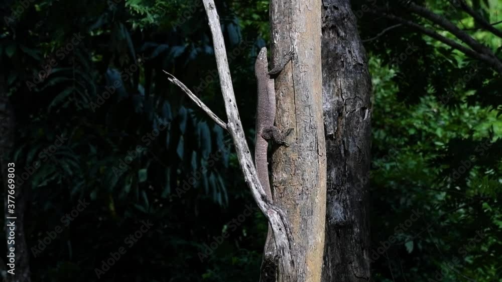 The Clouded Monitor Lizard is found in Thailand and other countries in ...