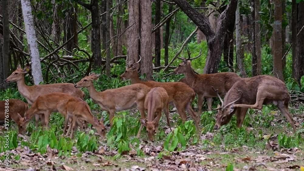 The Eld's Deer is an Endangered species due to habitat loss and hunting ...