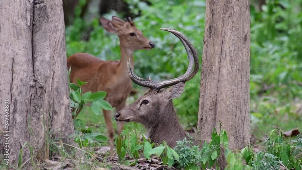 The Eld's Deer is an Endangered species due to habitat loss and hunting ...