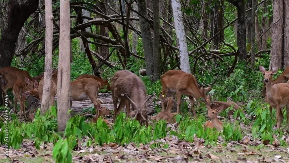 The Eld's Deer is an Endangered species due to habitat loss and hunting ...