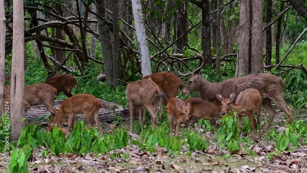 The Eld's Deer is an Endangered species due to habitat loss and hunting ...