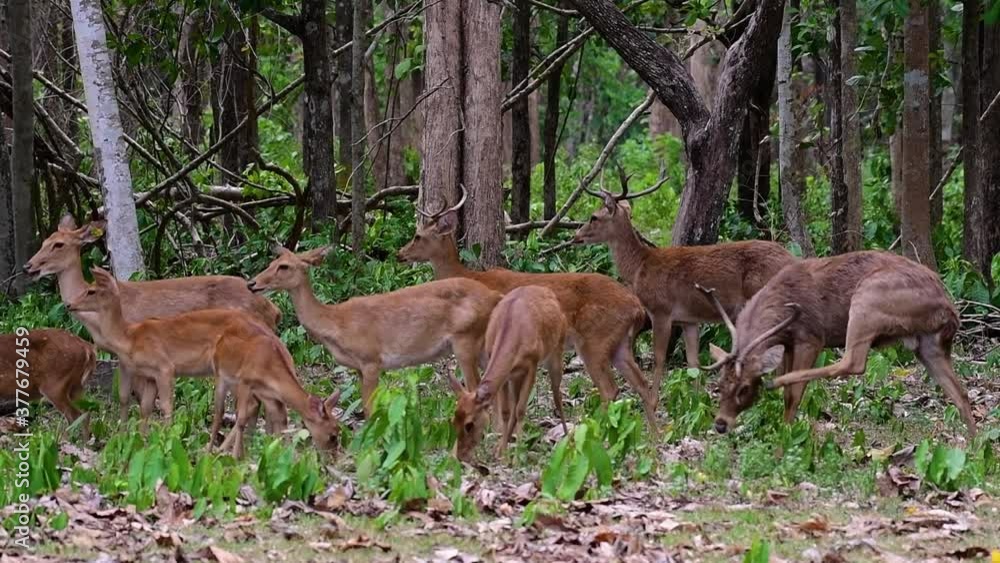 The Eld's Deer is an Endangered species due to habitat loss and hunting ...