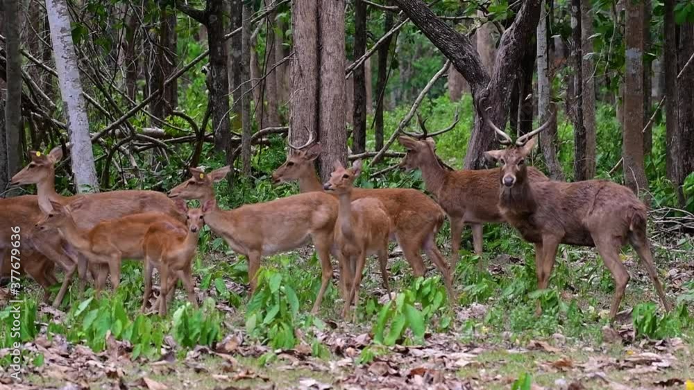 The Eld's Deer is an Endangered species due to habitat loss and hunting ...
