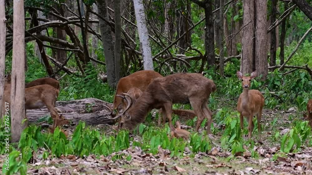 The Eld's Deer is an Endangered species due to habitat loss and hunting ...
