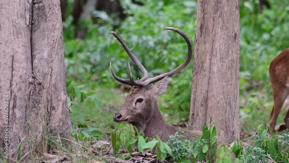 The Eld's Deer is an Endangered species due to habitat loss and hunting ...