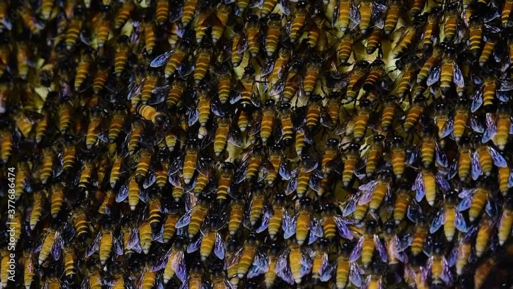 Giant Honey Bees are known to build large colonies of nest with ...