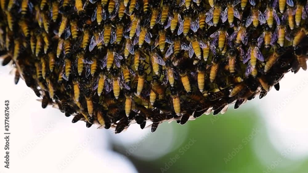 Giant Honey Bees are known to build large colonies of nest with ...