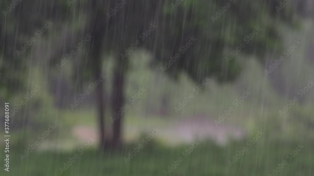 Rain comes in the jungle anytime and one must enjoy the most out of it ...