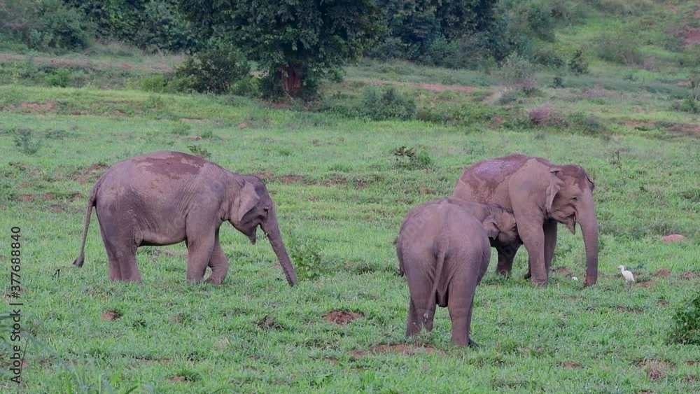 The Asiatic Elephants are endangered species and they are also ...