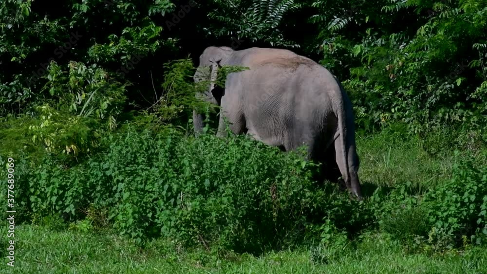The Asiatic Elephants are endangered species and they are also ...