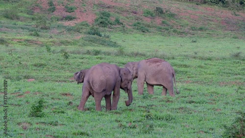 Vidéo Stock The Asiatic Elephants are endangered species and they are ...