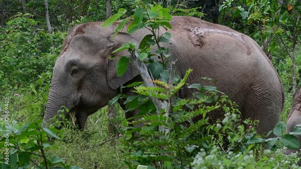 The Asiatic Elephants are endangered species and they are also ...