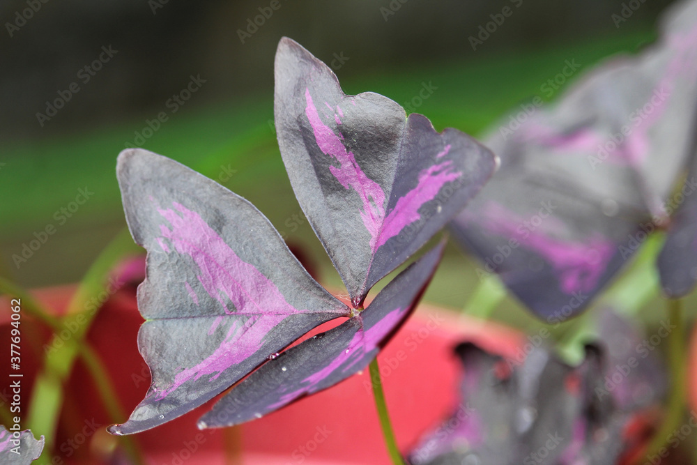 Butterfly Plant in the garden Stock Photo | Adobe Stock