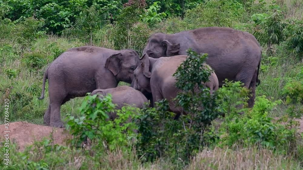 Vidéo Stock The Asiatic Elephants are endangered species and they are ...