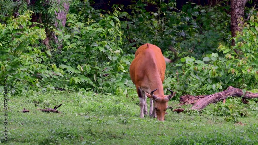 The Banteng or Tembadau, is a wild cattle found in the Southeast Asia ...