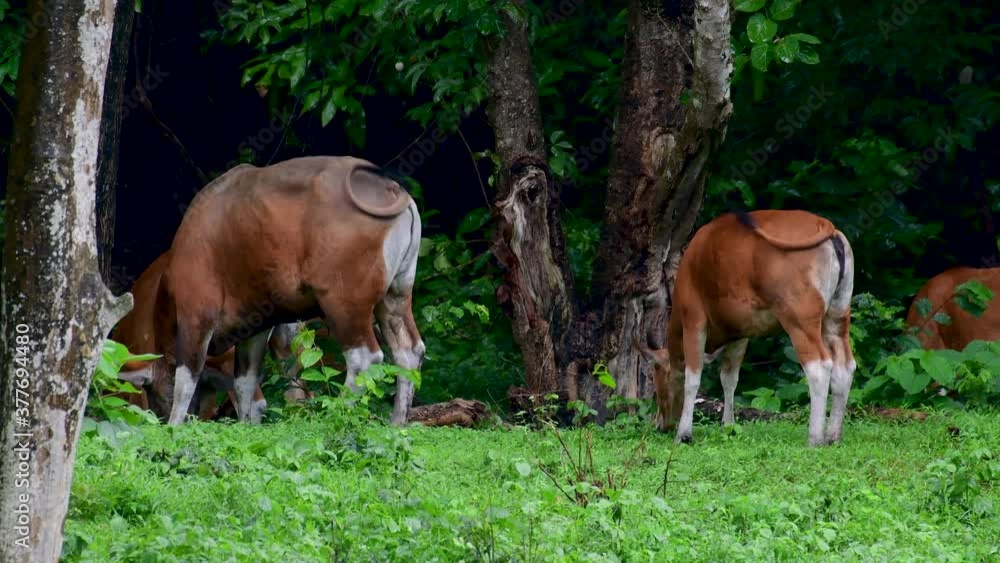 The Banteng or Tembadau, is a wild cattle found in the Southeast Asia ...