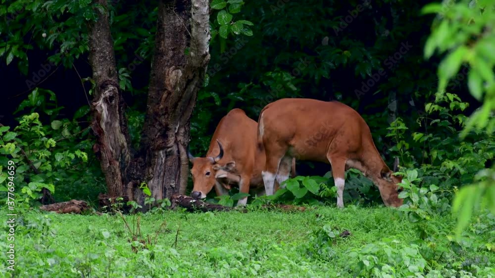 The Banteng or Tembadau, is a wild cattle found in the Southeast Asia ...