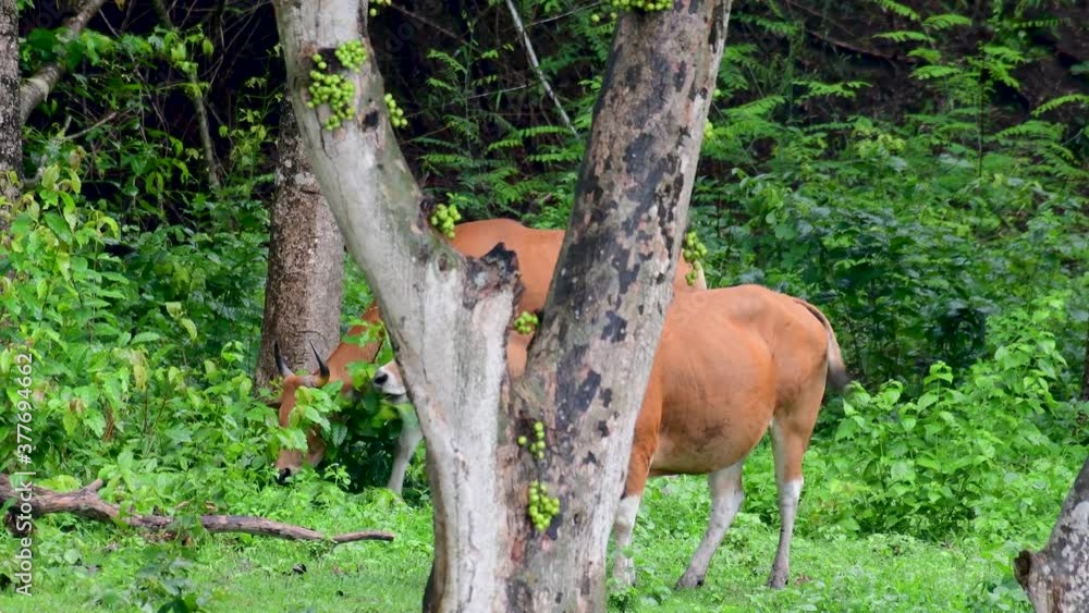 The Banteng or Tembadau, is a wild cattle found in the Southeast Asia ...