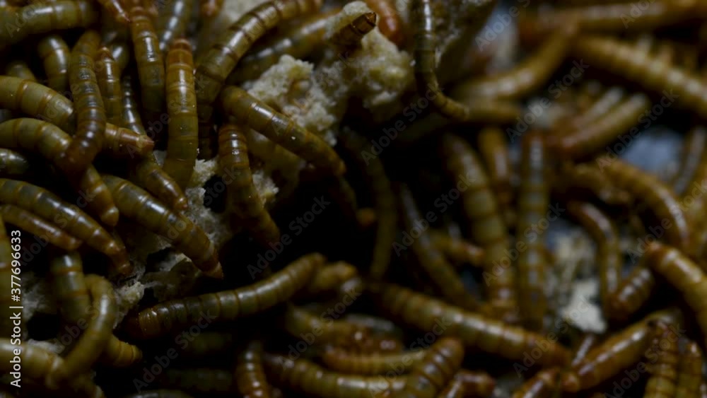 The Mealworm is a species of Darkling Beetle used to feed pets like ...