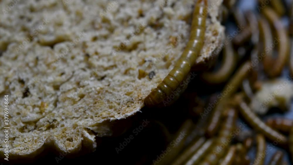 The Mealworm is a species of Darkling Beetle used to feed pets like ...