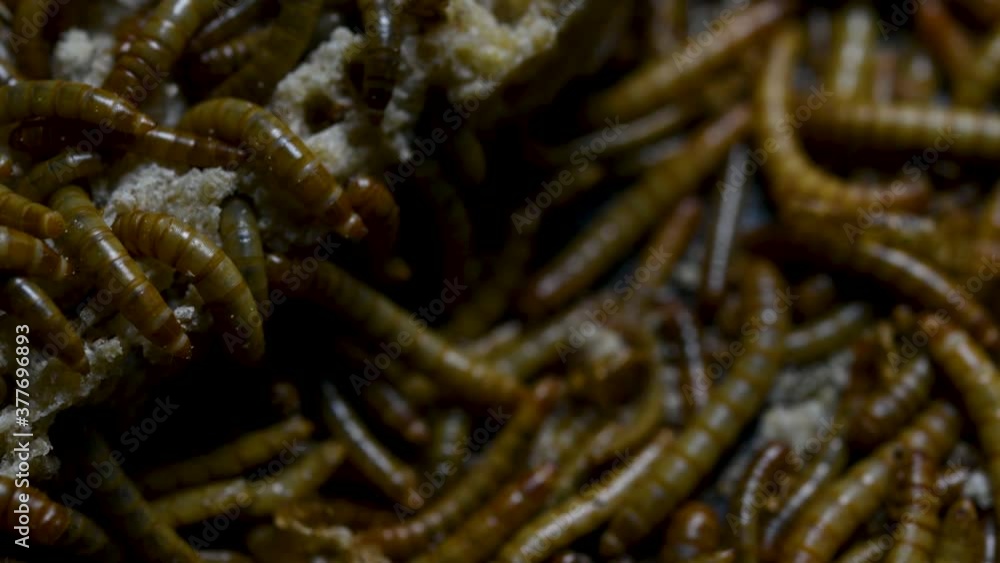 The Mealworm is a species of Darkling Beetle used to feed pets like ...
