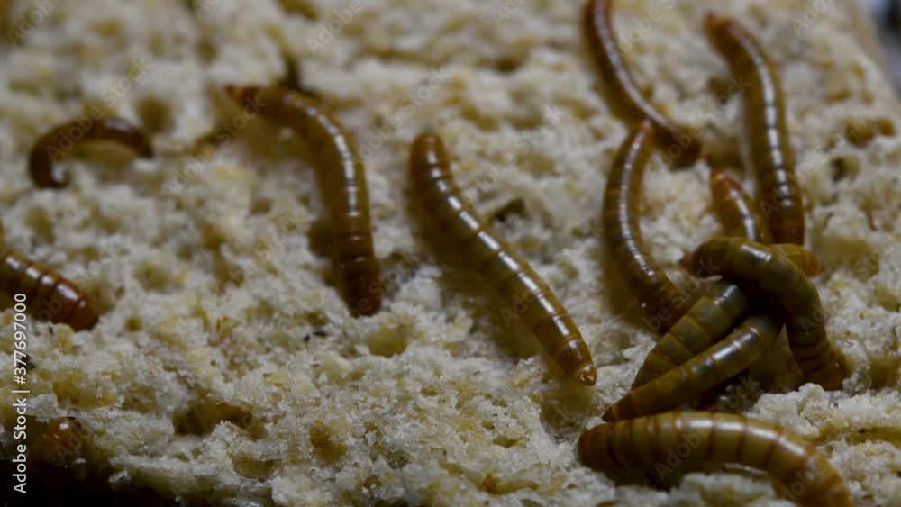 The Mealworm is a species of Darkling Beetle used to feed pets like ...